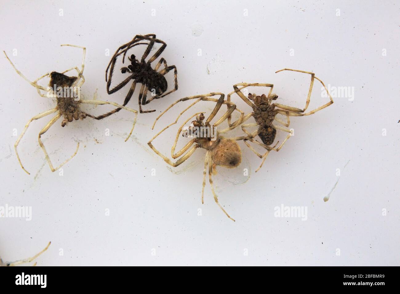 Group of dead spiders (Araneus quadratus, the four-spot orb-weaver), on ...