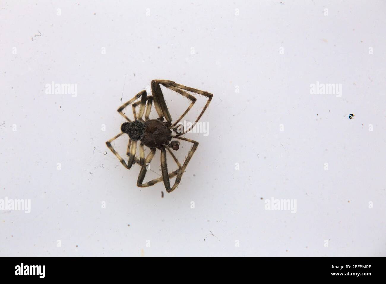 Dead spider (Araneus quadratus, the four-spot orb-weaver), on white ...