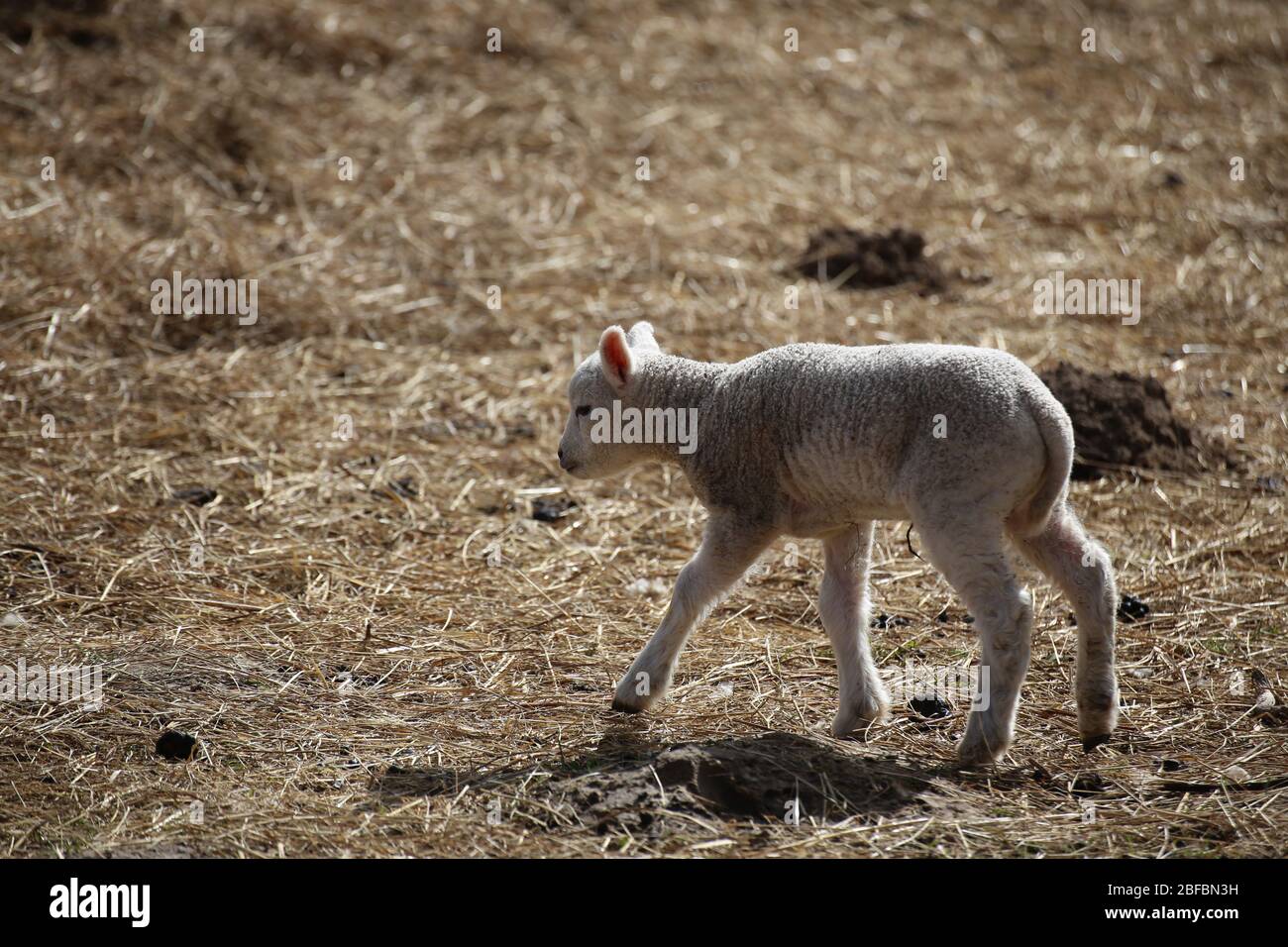 A young lamb walking in the sunlight Stock Photo - Alamy