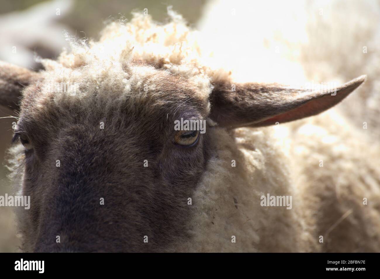 One half front view white portrait hi-res stock photography and images ...