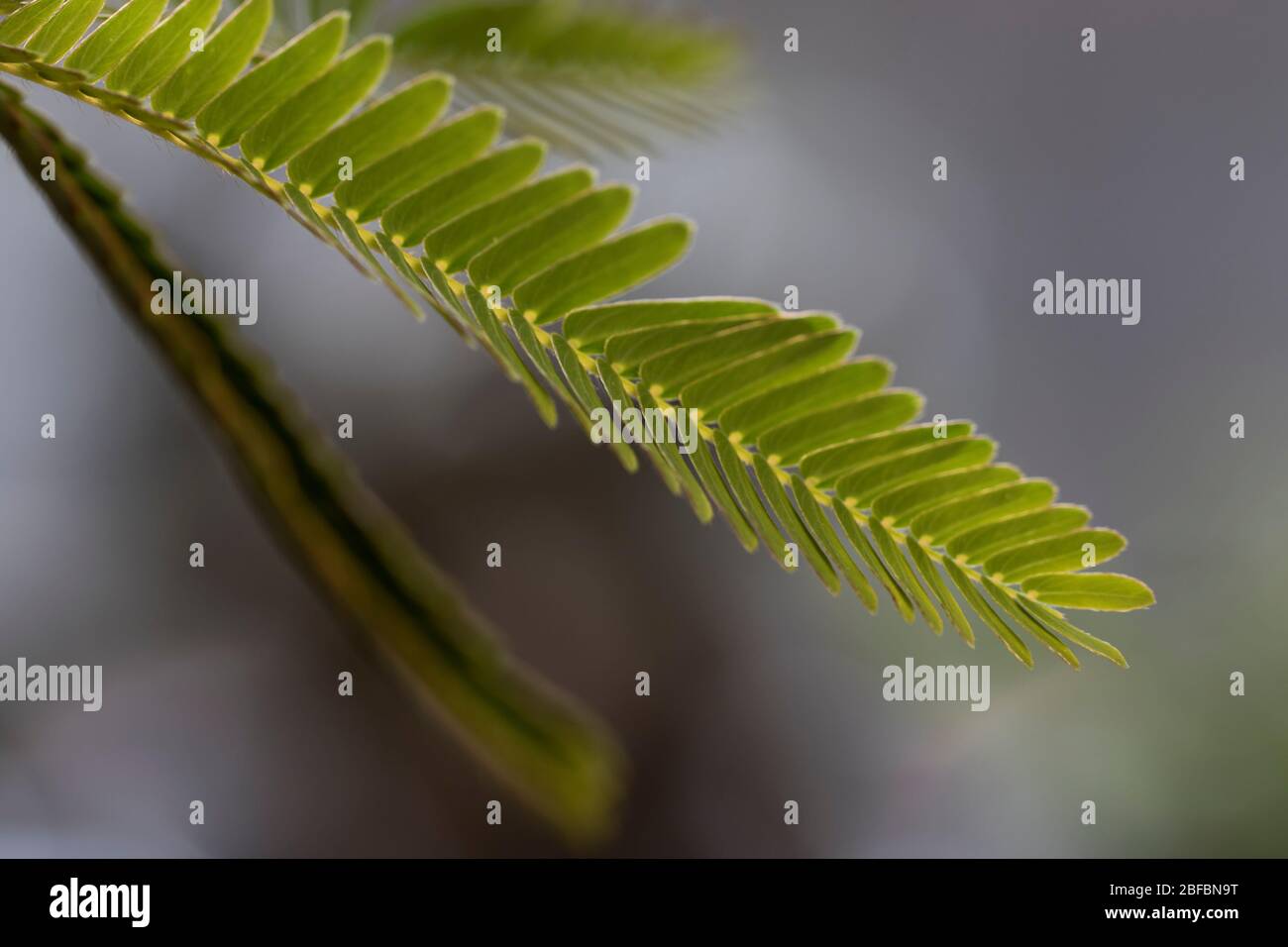Mimosa perdica sensitive plant hi-res stock photography and images - Alamy