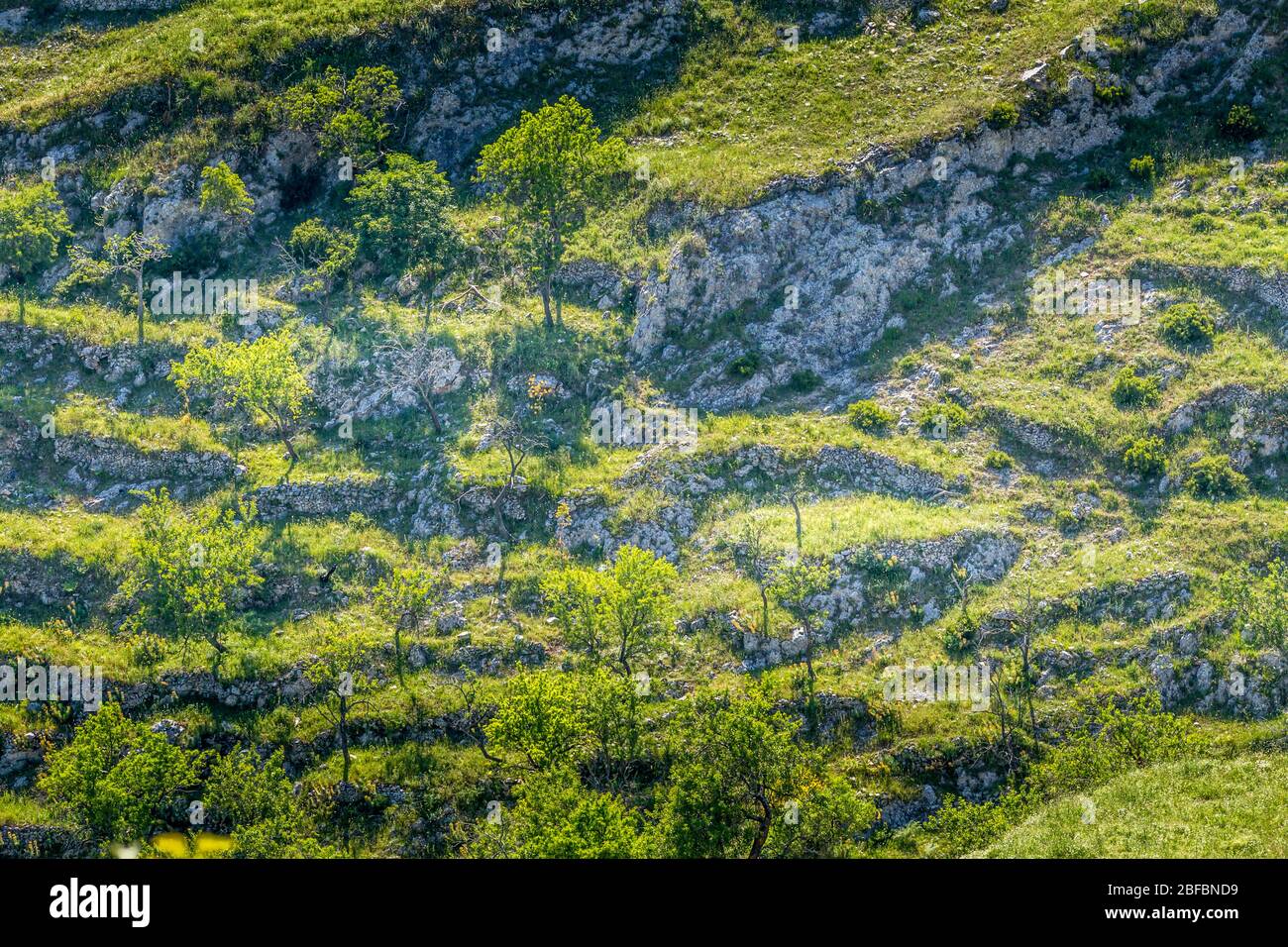 On steep rocky and rocky pastures typical of Mediterranean southern ...