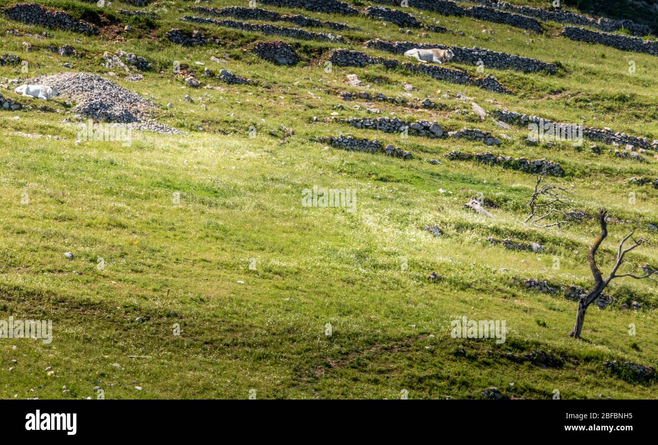 On steep rocky and rocky pastures typical of Mediterranean southern ...