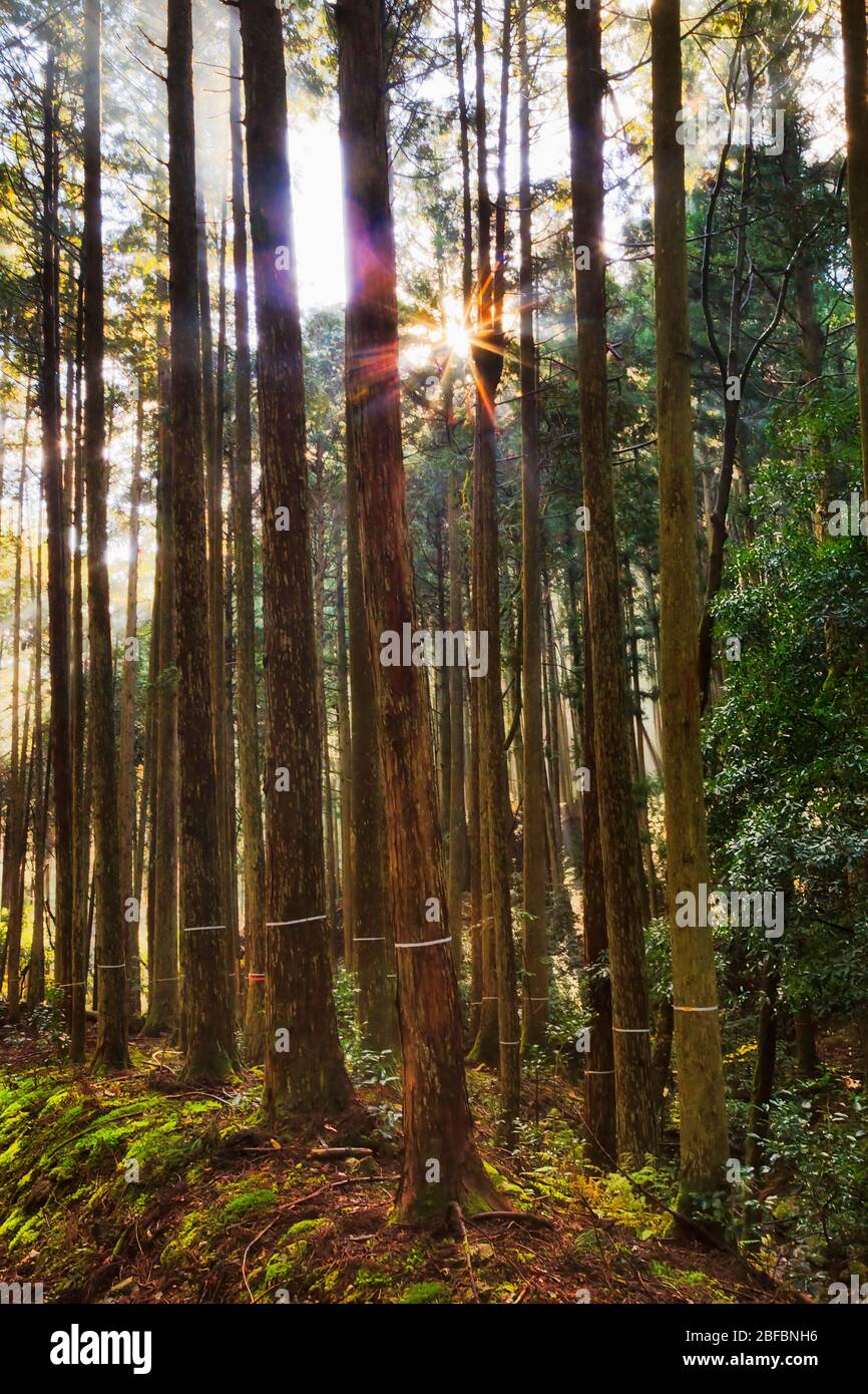 Tall straight pine trees in mountains aroud Kyoto city of Japan on a ...