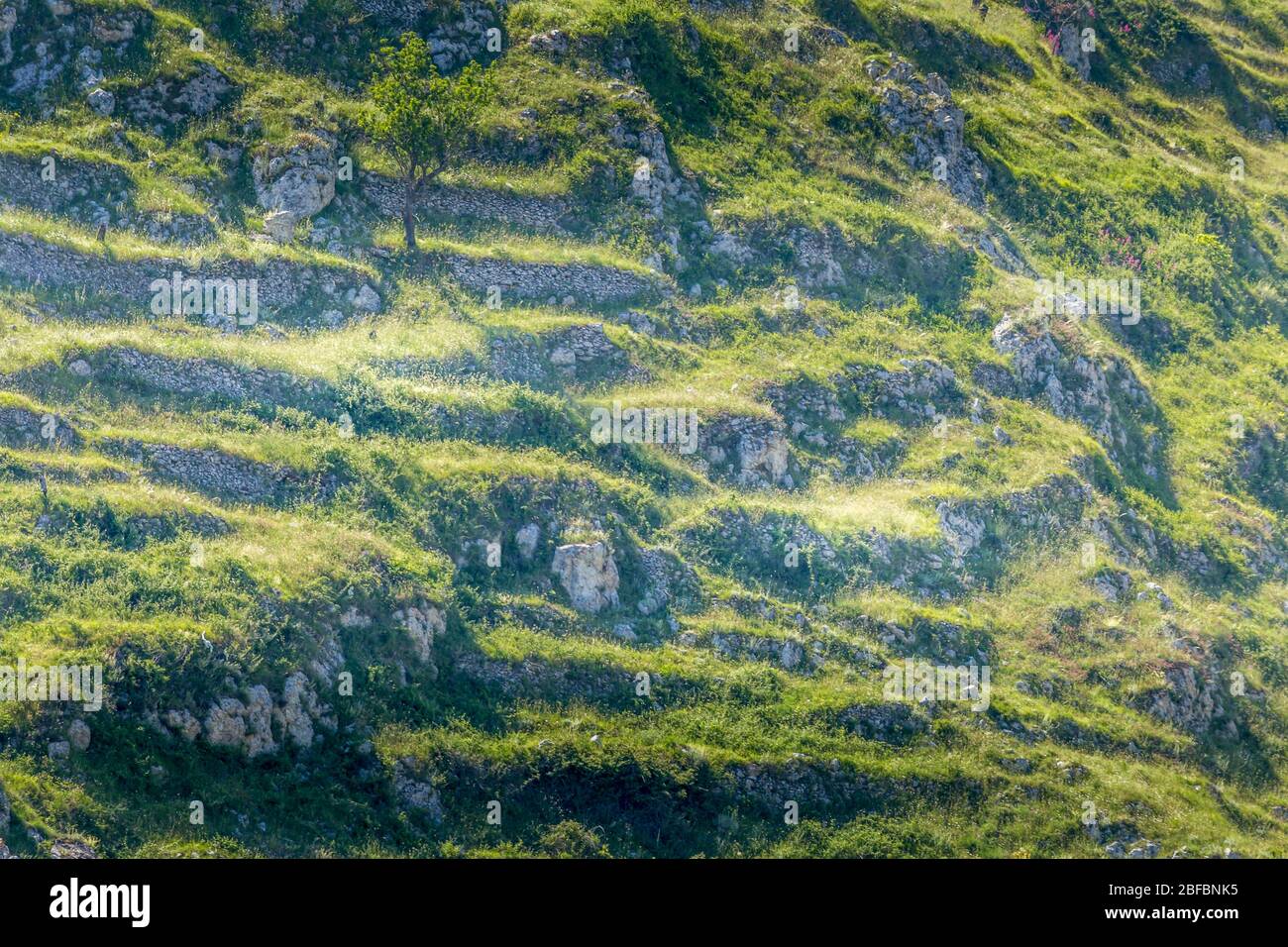 On steep rocky and rocky pastures typical of Mediterranean southern ...
