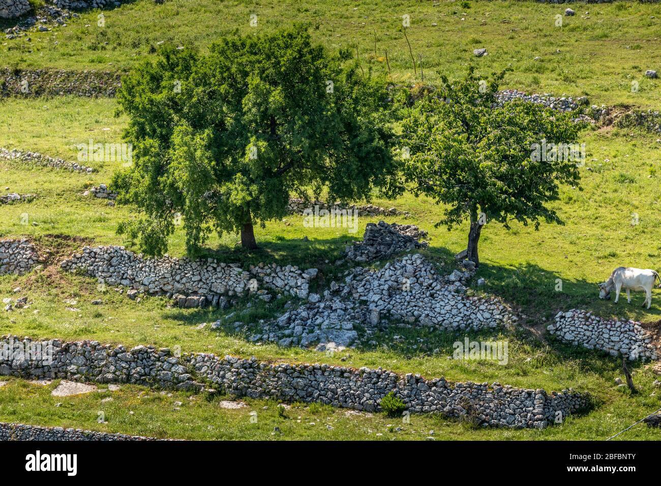 On steep rocky and rocky pastures typical of Mediterranean southern ...