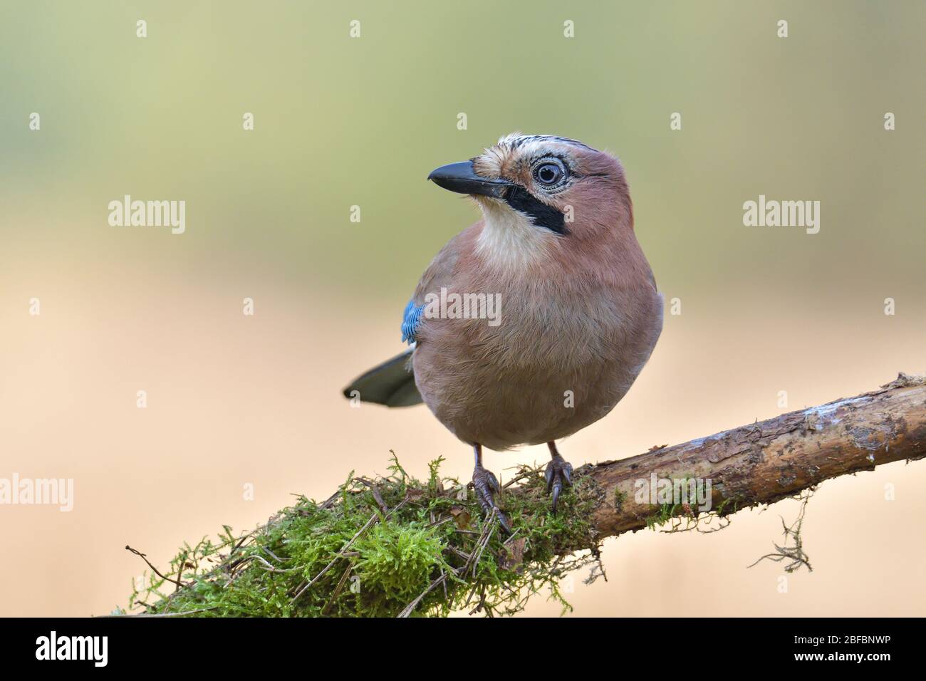 Eurasian jay, Garrulus glandarius on stick Stock Photo - Alamy