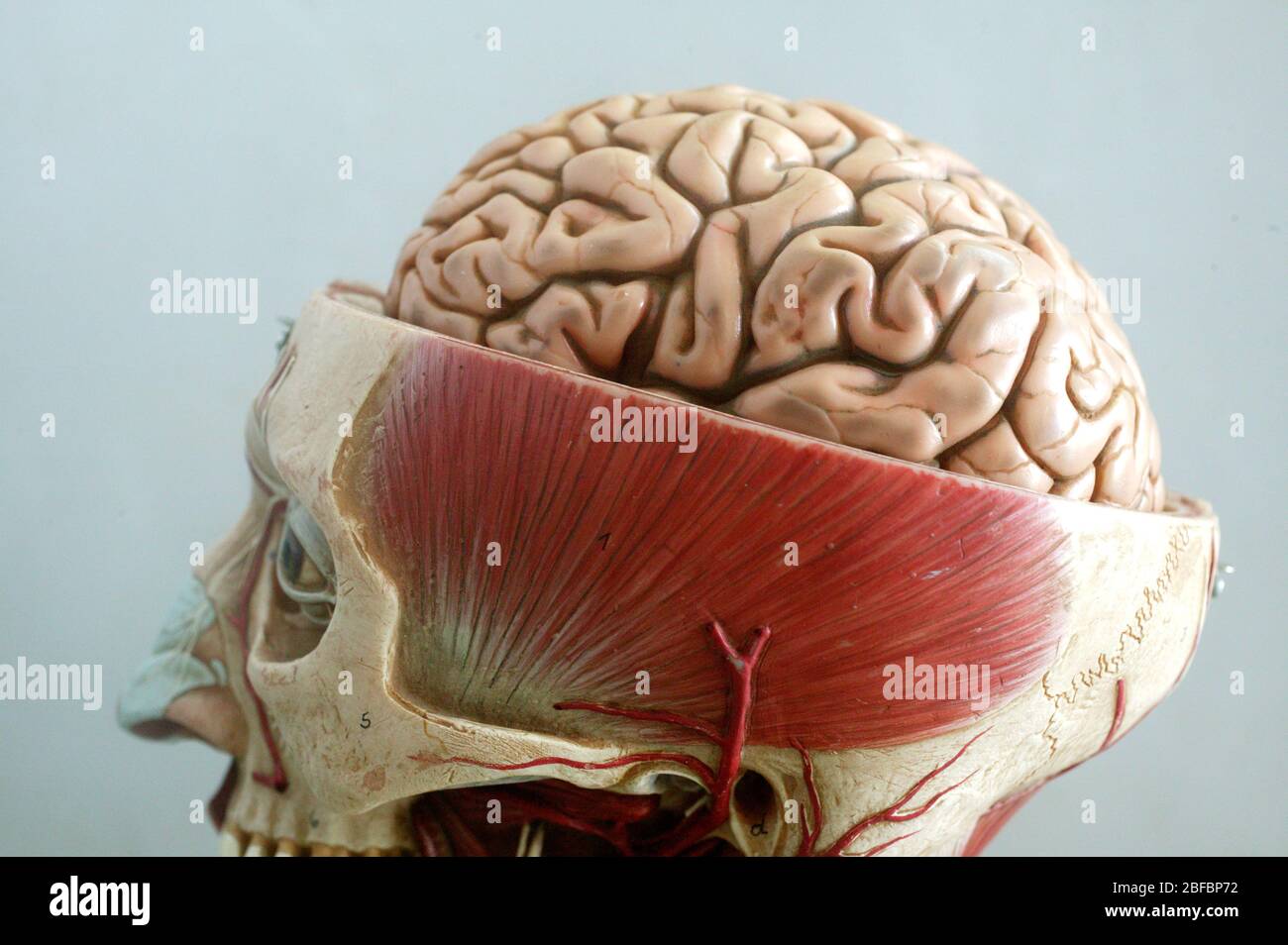 An anatomical model of the head. The top half of the head is sliced ...