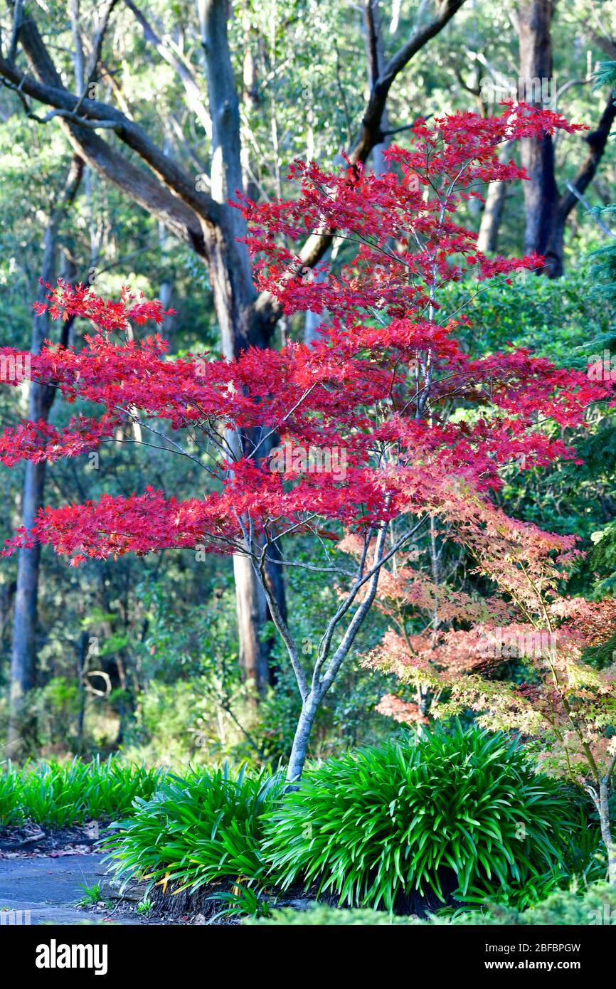 Mt wilson hi-res stock photography and images - Alamy