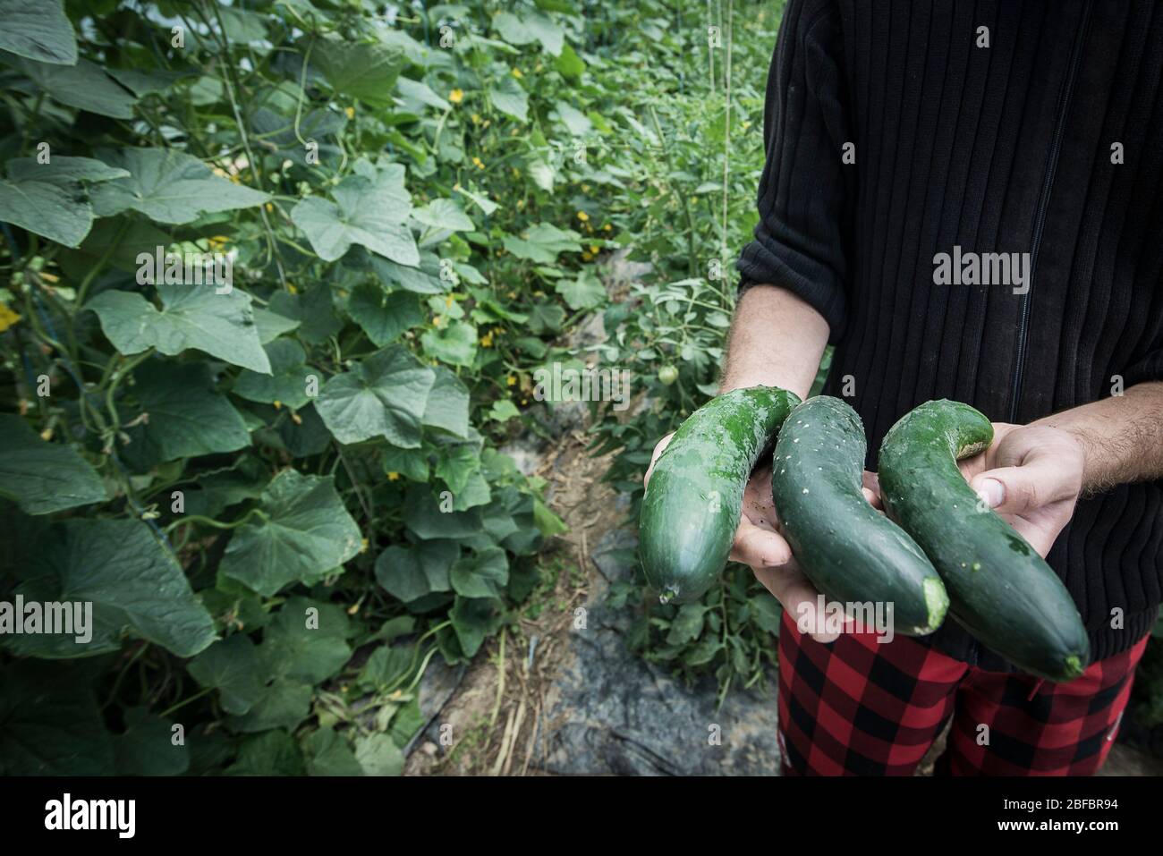 Natural chicken farm and natural vegetable production Stock Photo - Alamy