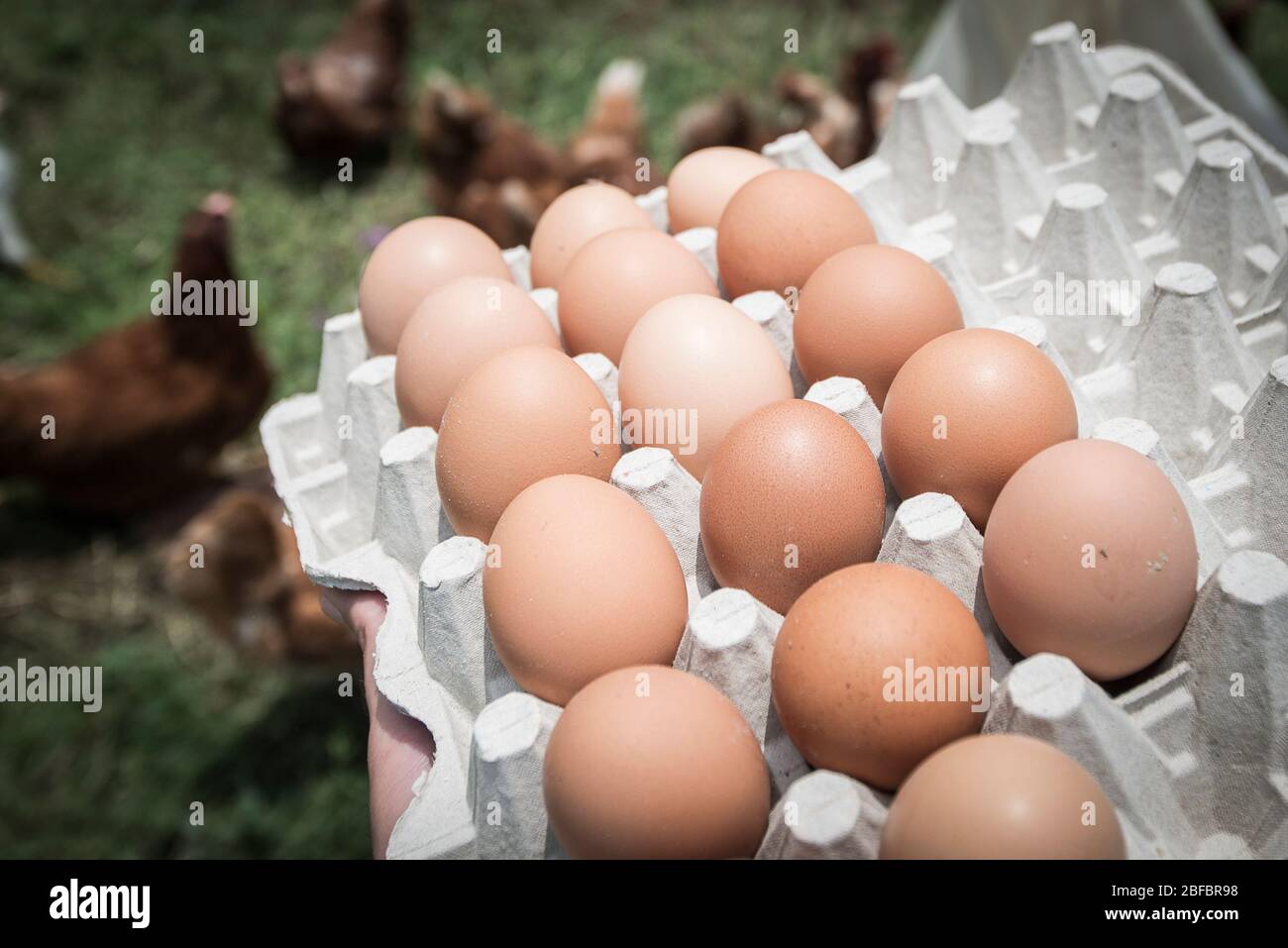 Natural chicken farm and natural vegetable production Stock Photo - Alamy