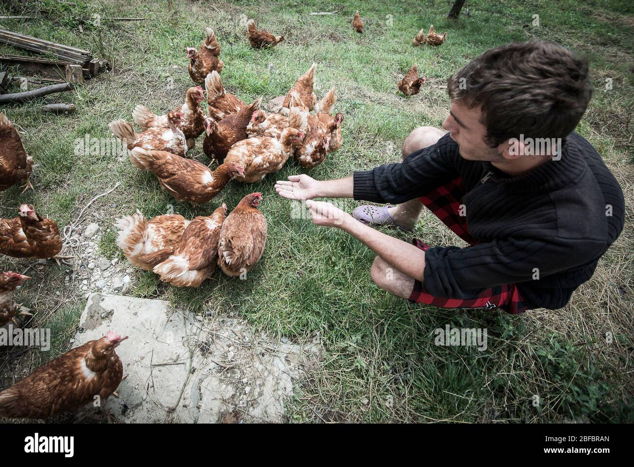 Natural chicken farm and natural vegetable production Stock Photo - Alamy