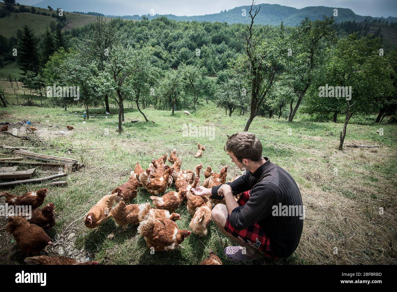 Simple chickens hi-res stock photography and images - Alamy