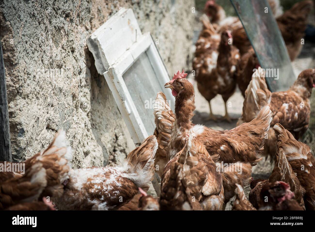 Natural chicken farm and natural vegetable production Stock Photo - Alamy