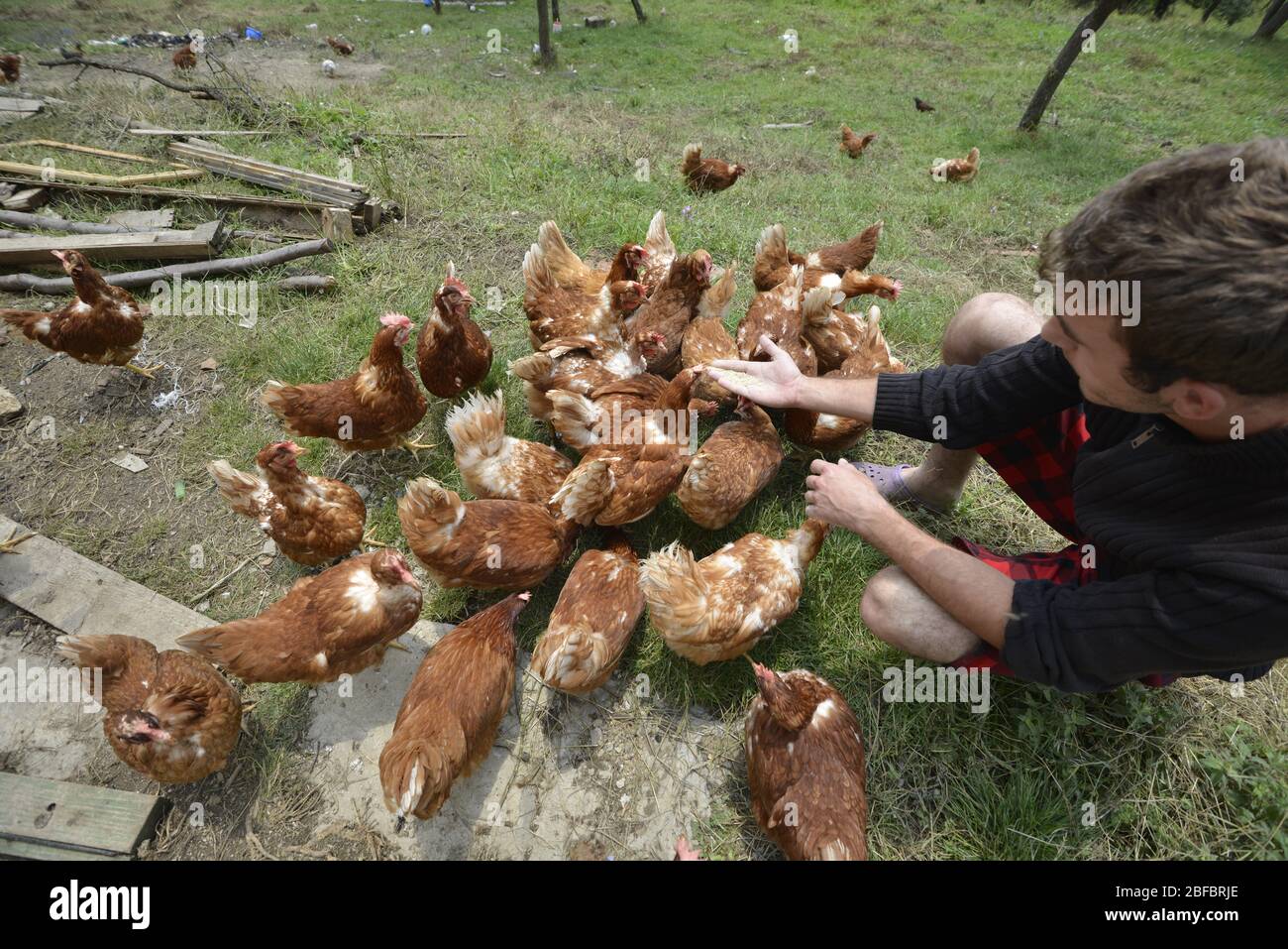 Natural chicken farm and natural vegetable production Stock Photo - Alamy