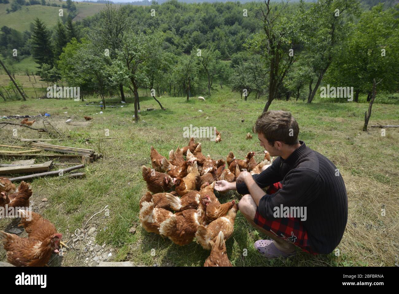Natural chicken farm and natural vegetable production Stock Photo - Alamy