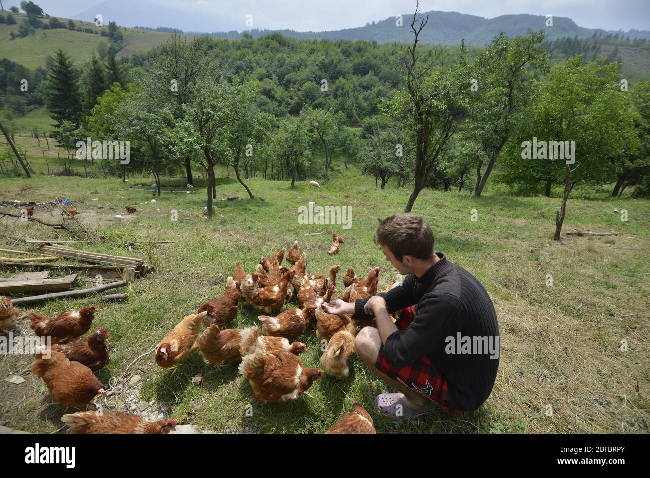 Natural chicken farm and natural vegetable production Stock Photo - Alamy