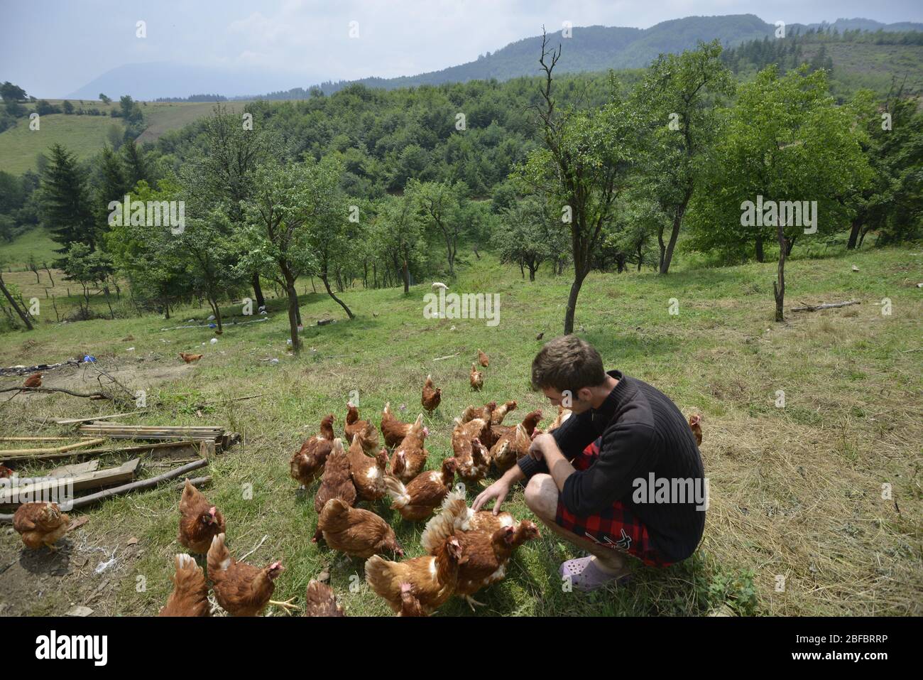 Natural chicken farm and natural vegetable production Stock Photo - Alamy