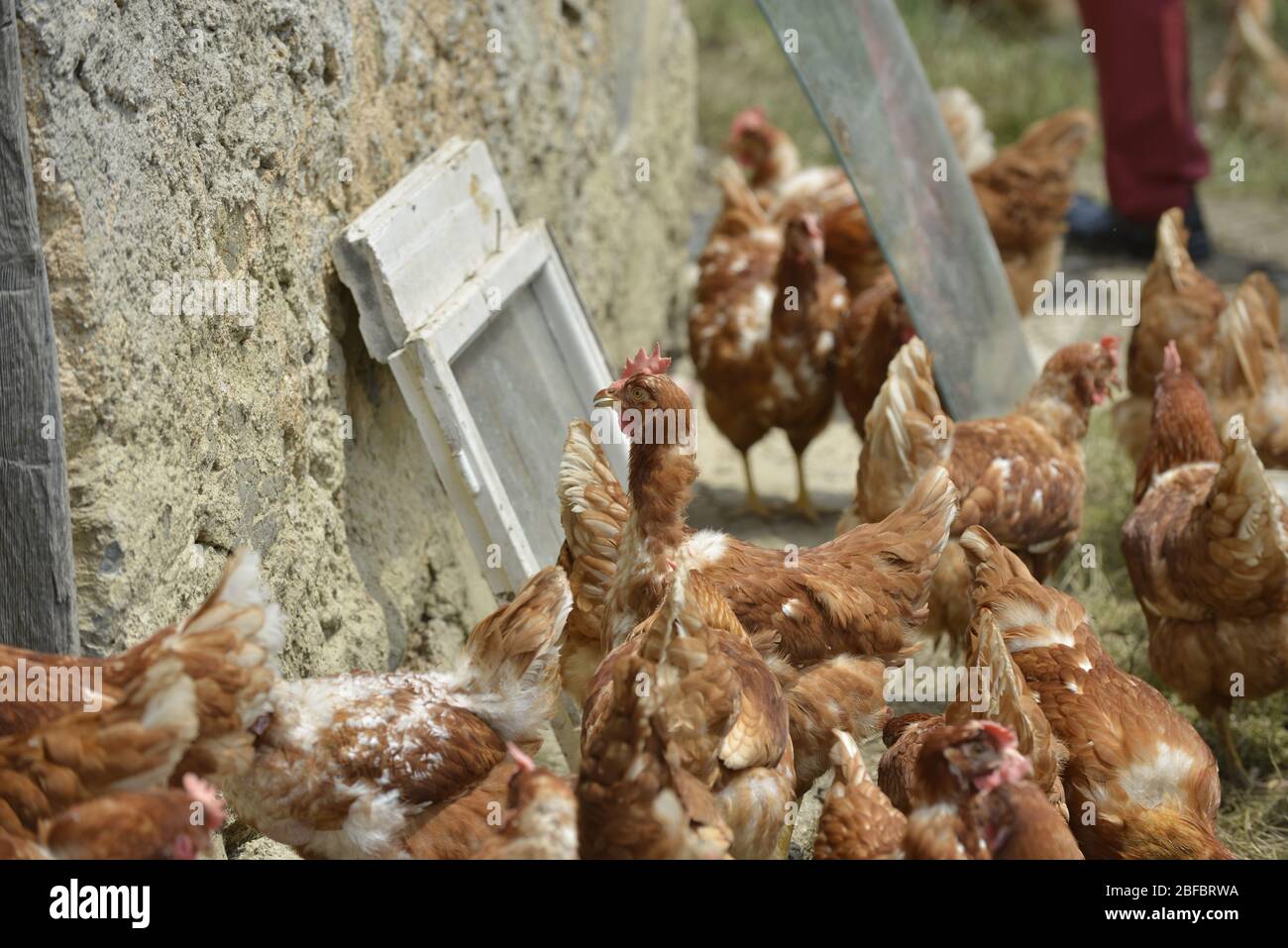 Natural chicken farm and natural vegetable production Stock Photo - Alamy