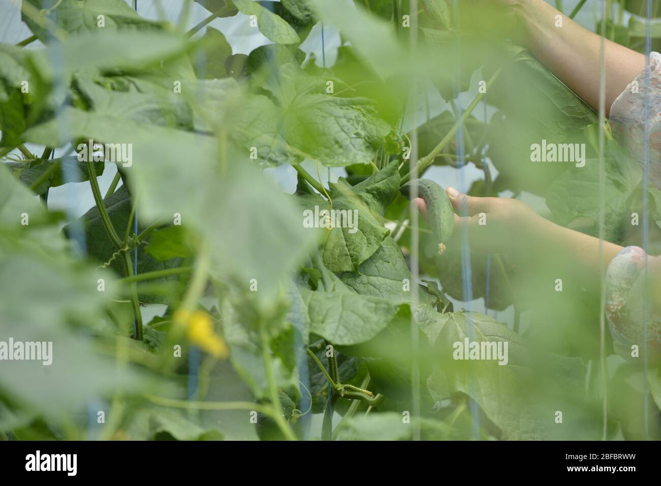 Natural chicken farm and natural vegetable production Stock Photo - Alamy