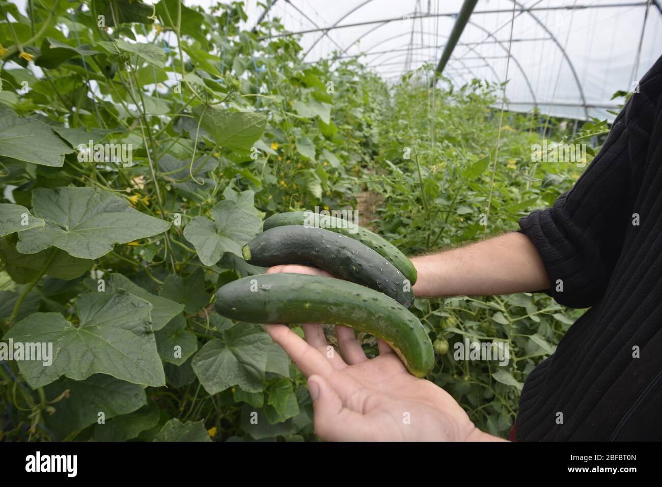 Natural chicken farm and natural vegetable production Stock Photo - Alamy