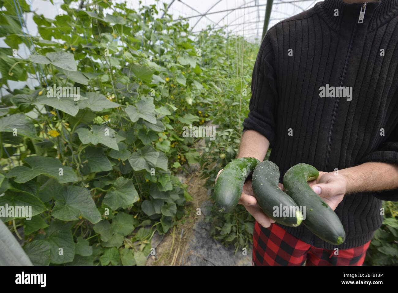 Natural chicken farm and natural vegetable production Stock Photo - Alamy