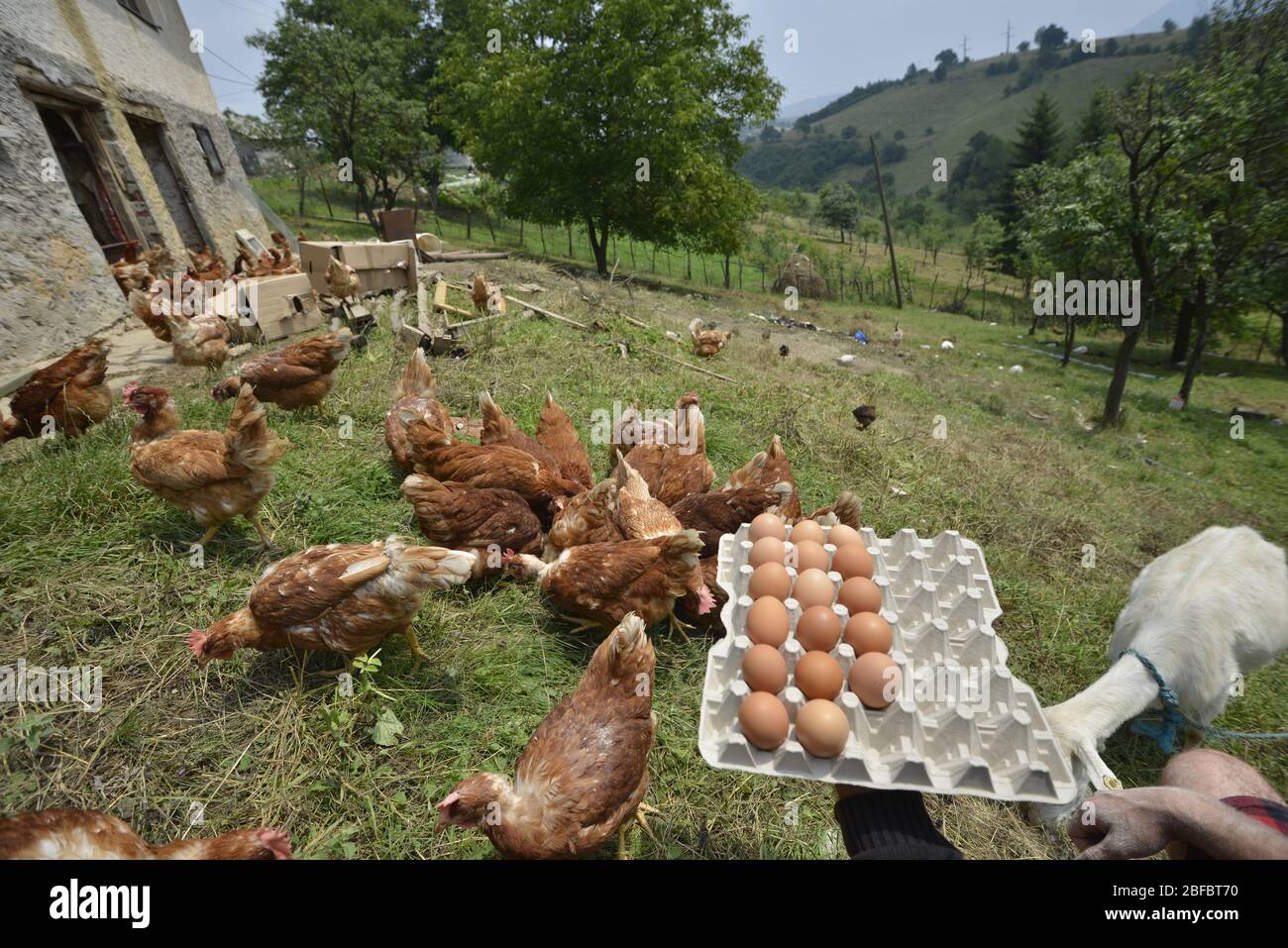 Natural chicken farm and natural vegetable production Stock Photo - Alamy