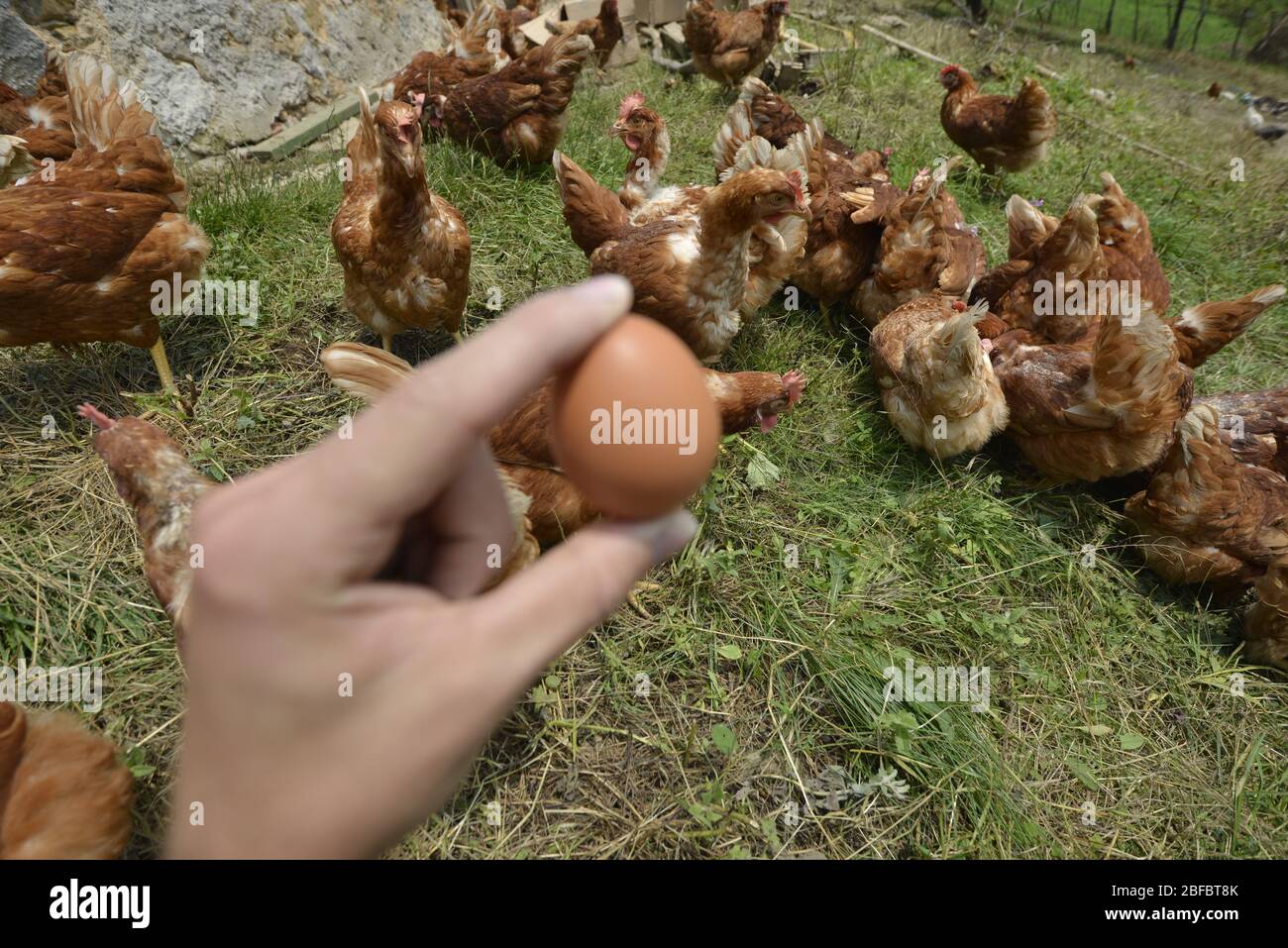 Natural chicken farm and natural vegetable production Stock Photo - Alamy