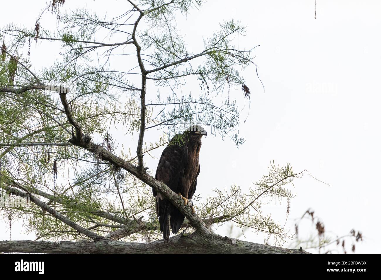 Juvenile bald eagle Haliaeetus leucocephalus bird of prey perches on a ...