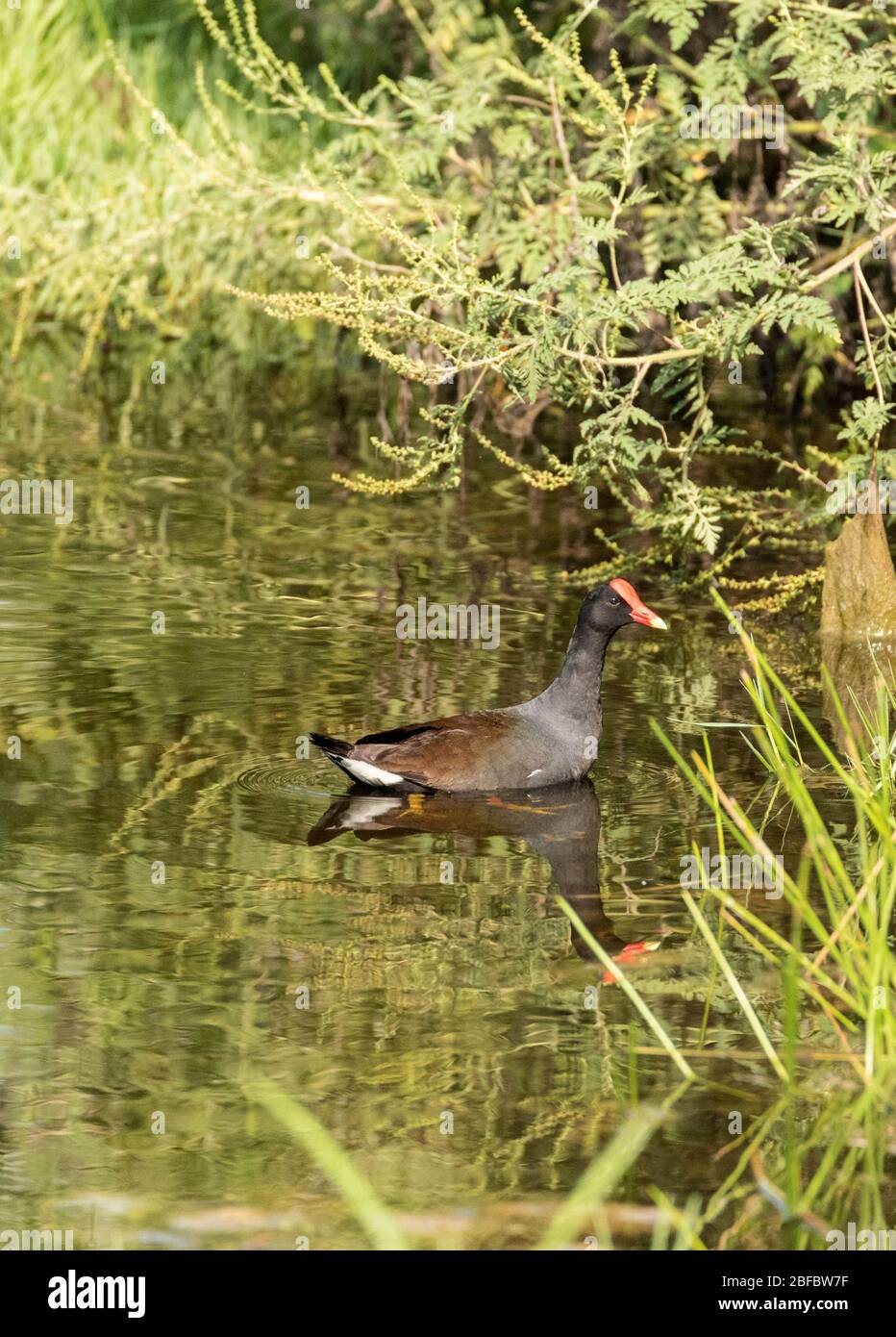 Common Moorhen Gallinula chloropus bird swims in a marsh pond in ...