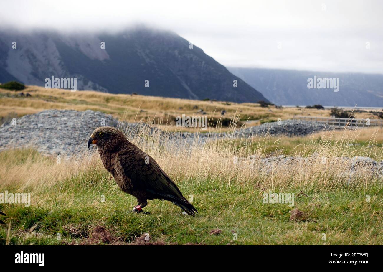 Australian alps animals hi-res stock photography and images - Alamy