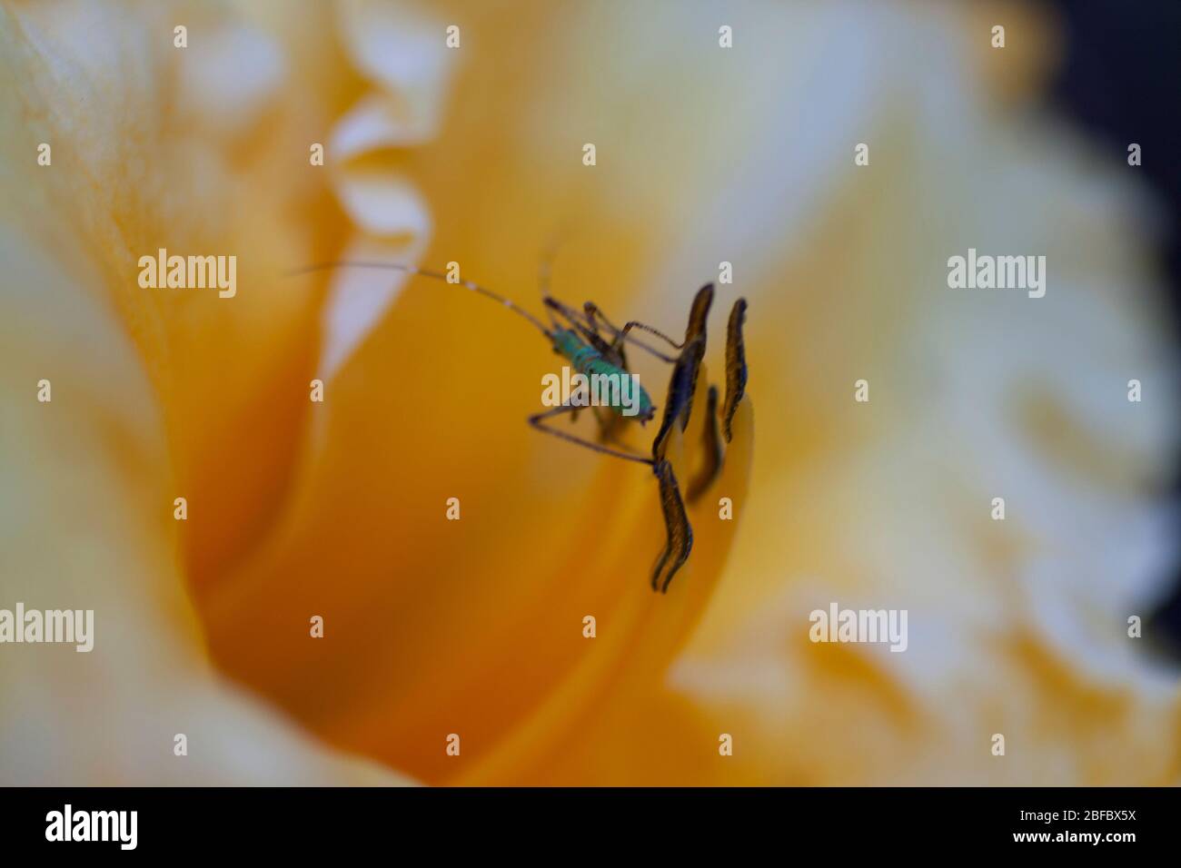Green Insect on Peach Daylily Stock Photo - Alamy