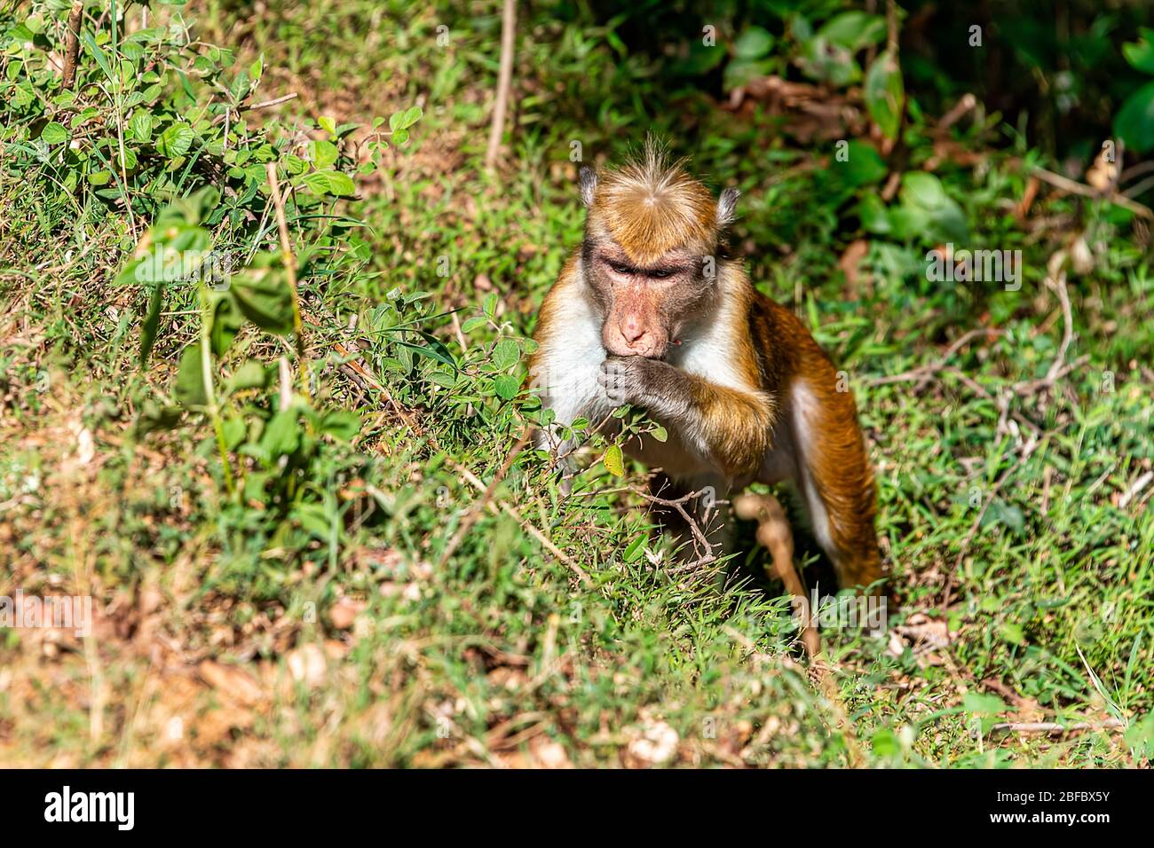 Toque macaque foraging - Genus Macaca sinica is a reddish-brown ...