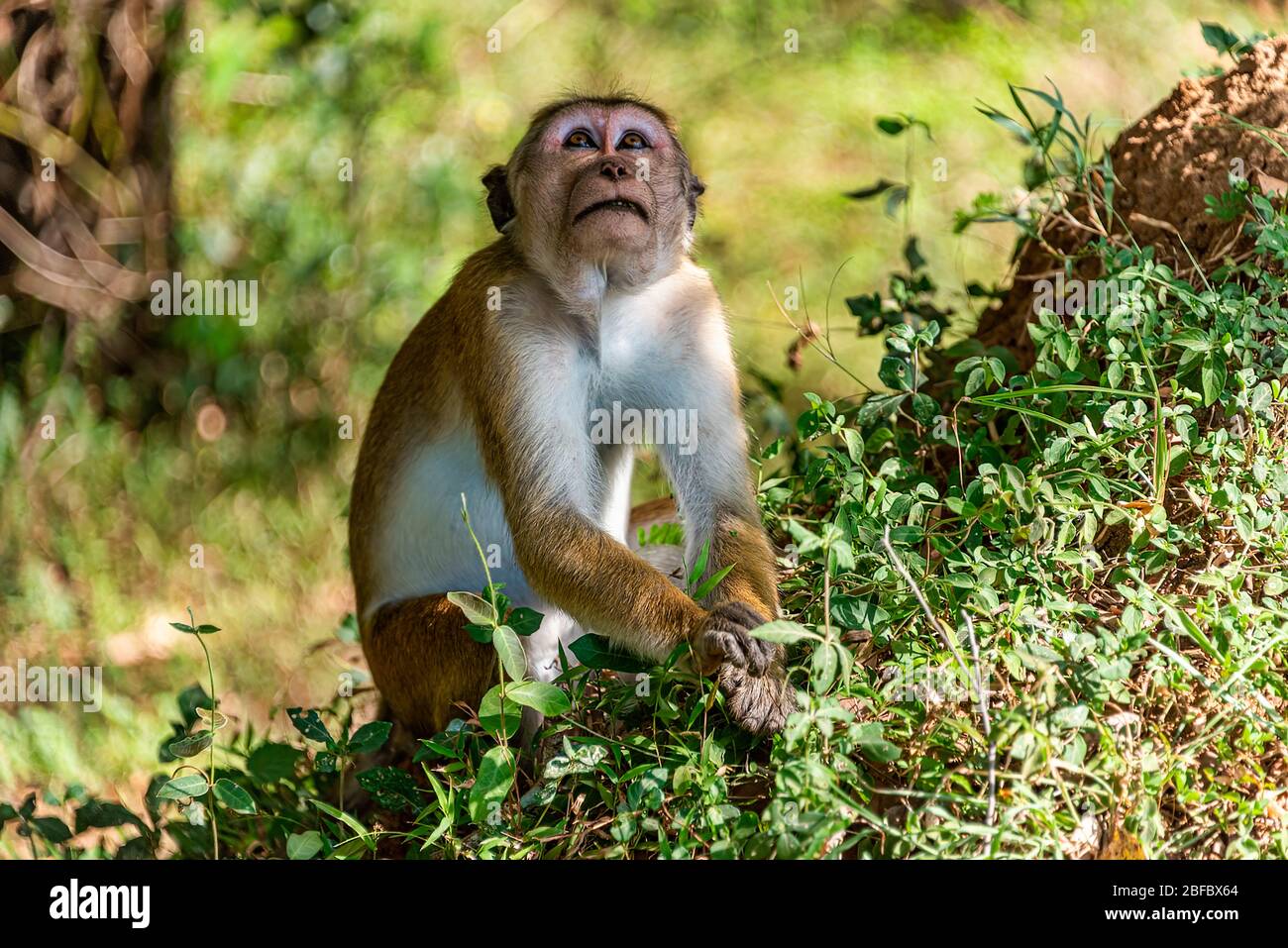 Toque macaque foraging - Genus Macaca sinica is a reddish-brown ...