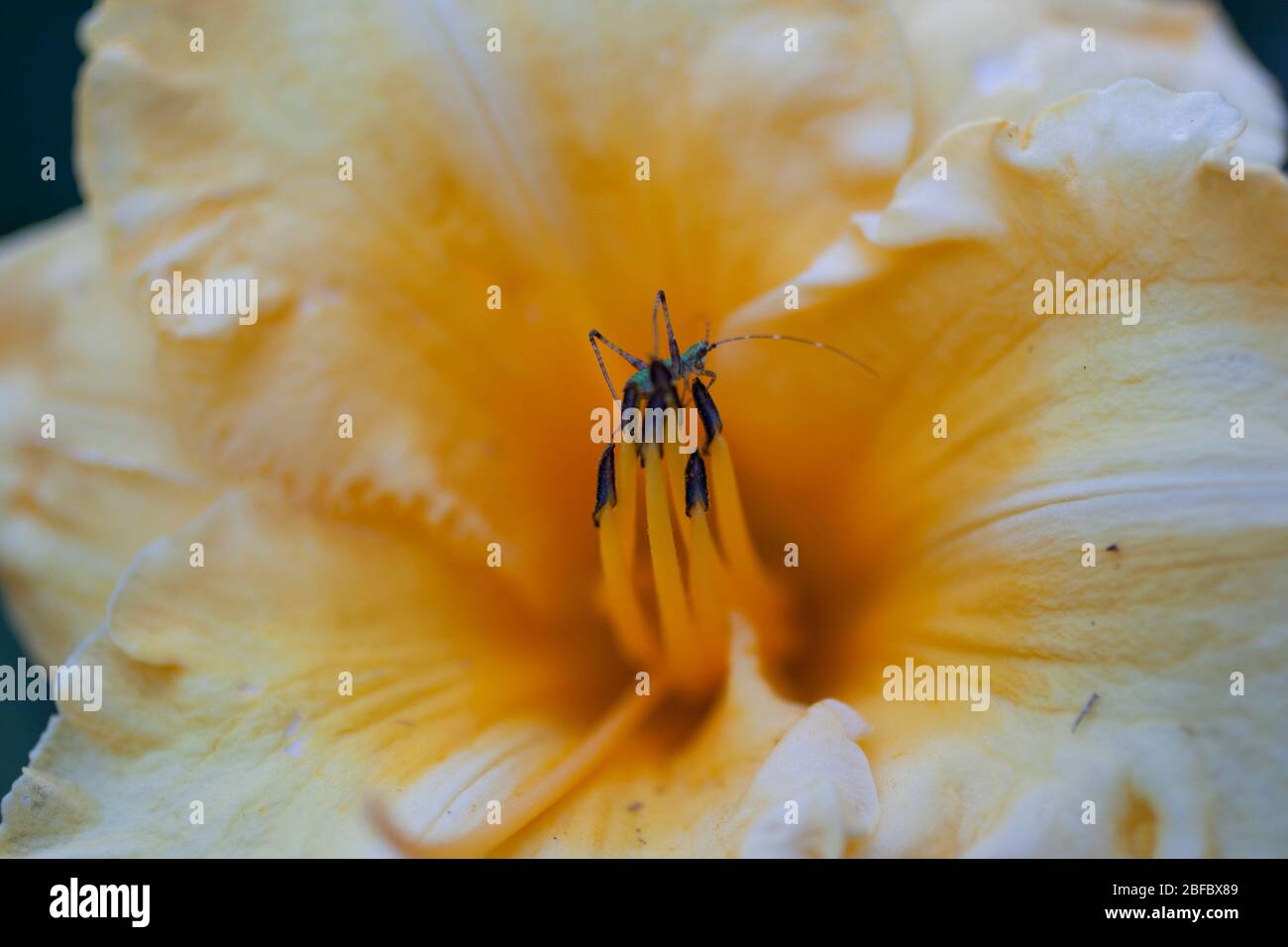 Green Insect on Peach Daylily Stock Photo - Alamy