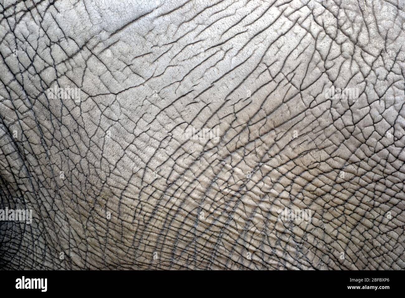 Elephant skin - texture, pattern Stock Photo - Alamy
