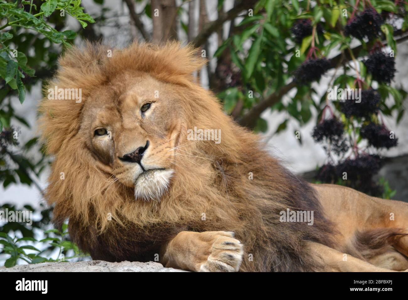 Lion resting under trees Stock Photo - Alamy