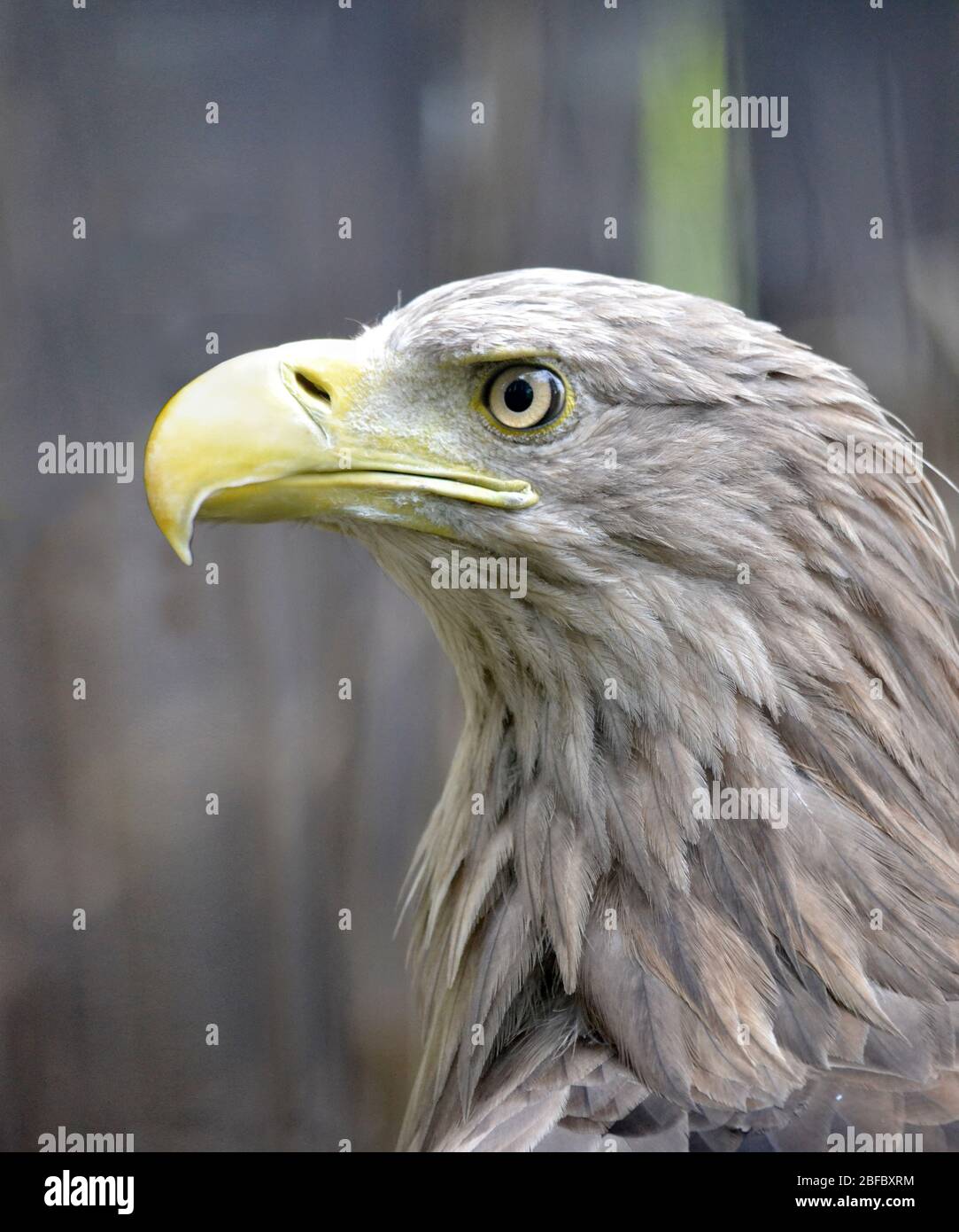 American eagle with yellow beak Stock Photo - Alamy