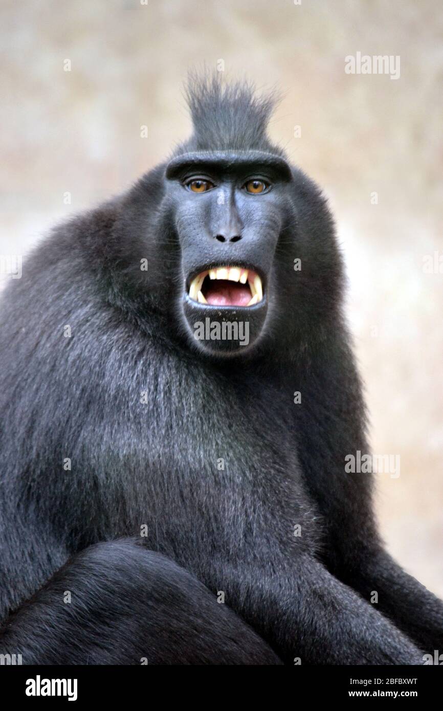 Black macaque, defocused background Stock Photo - Alamy