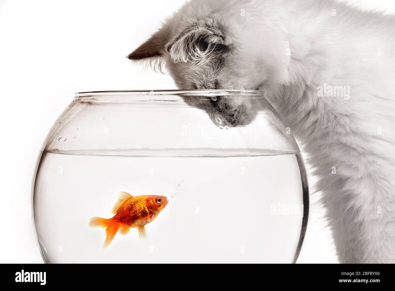 Cat and a gold fish Stock Photo - Alamy