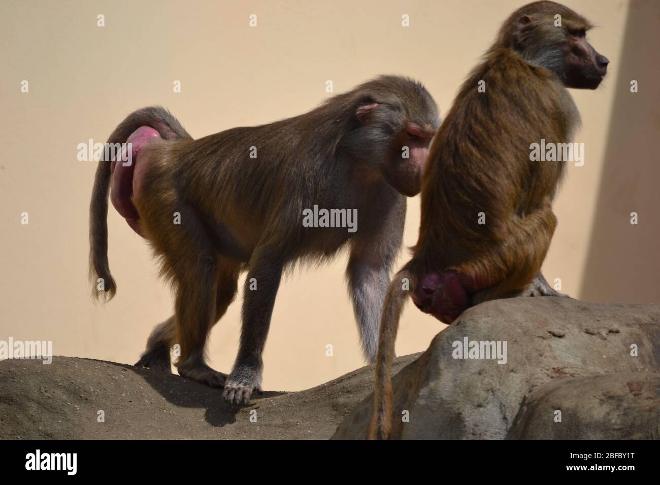 Two baboons - one sitting, another walking Stock Photo - Alamy