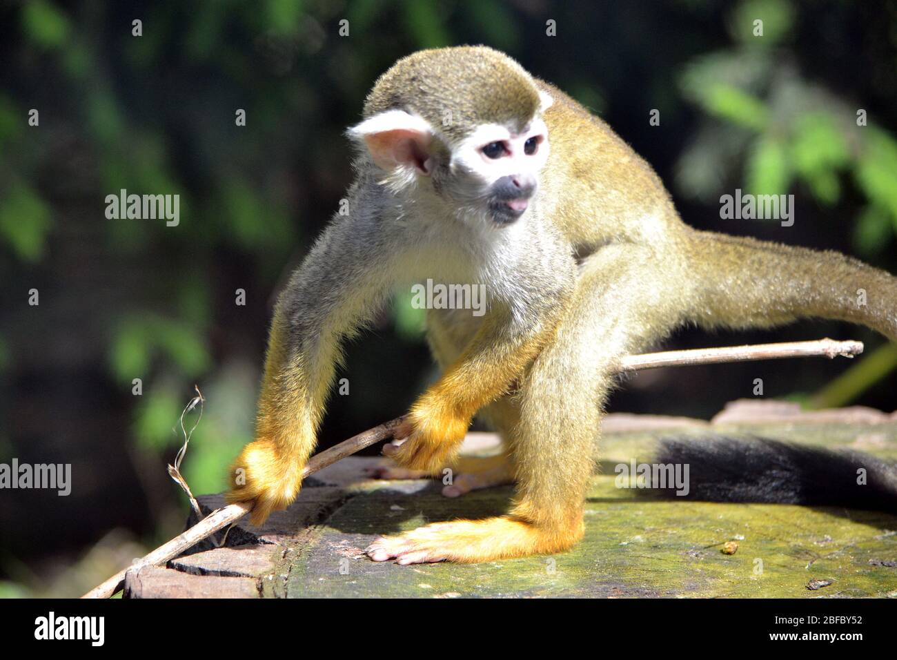 Capuchin monkey with a stick Stock Photo - Alamy