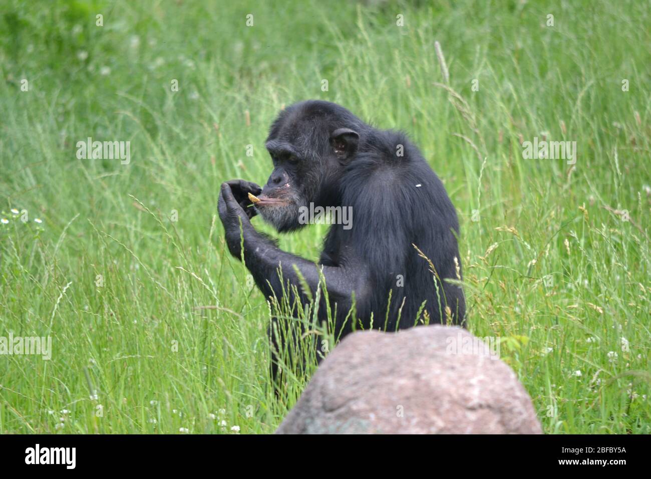 Chimpanzee sitting on grass Stock Photo - Alamy