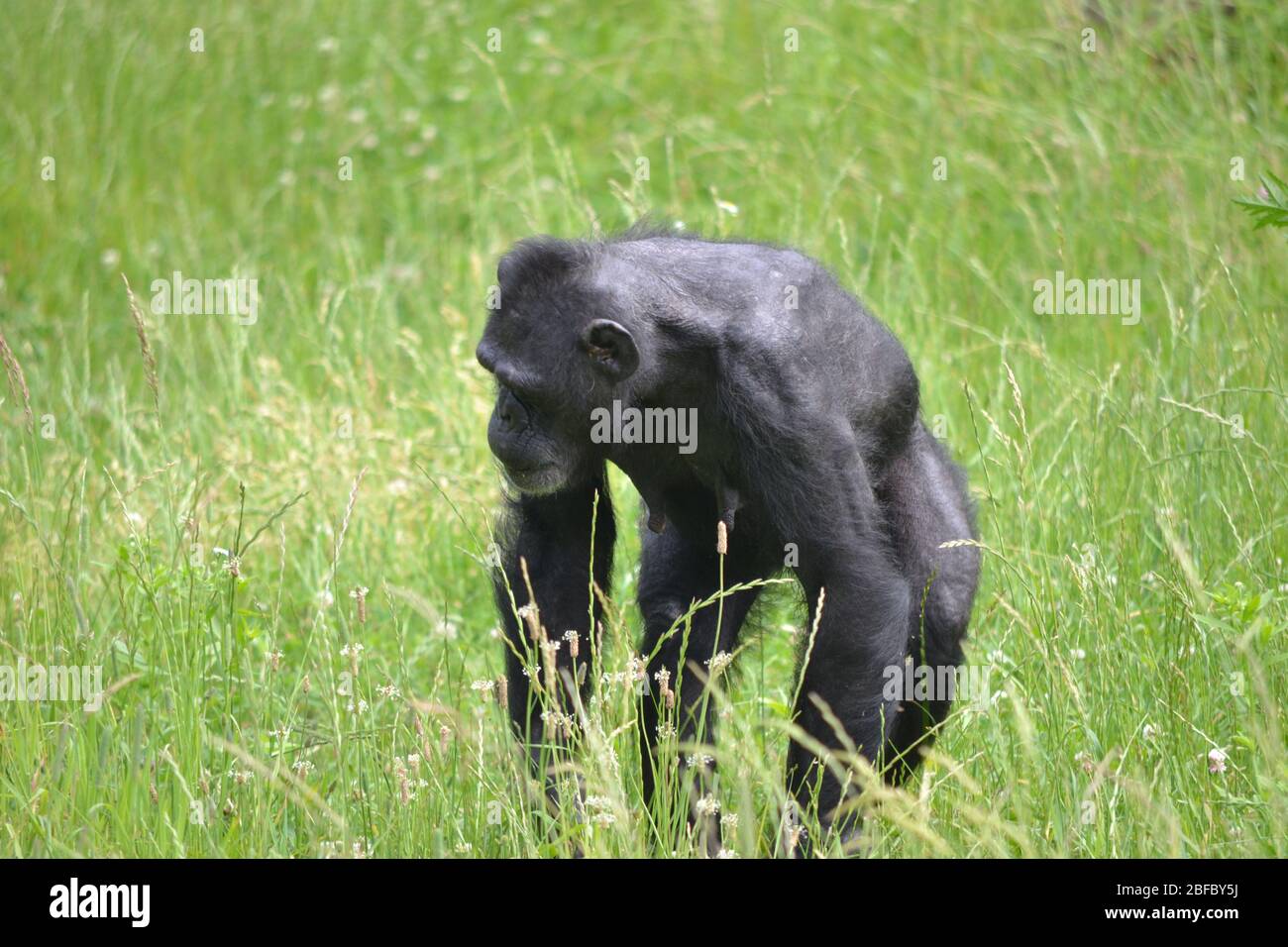 Chimpanzee walking on grass Stock Photo - Alamy