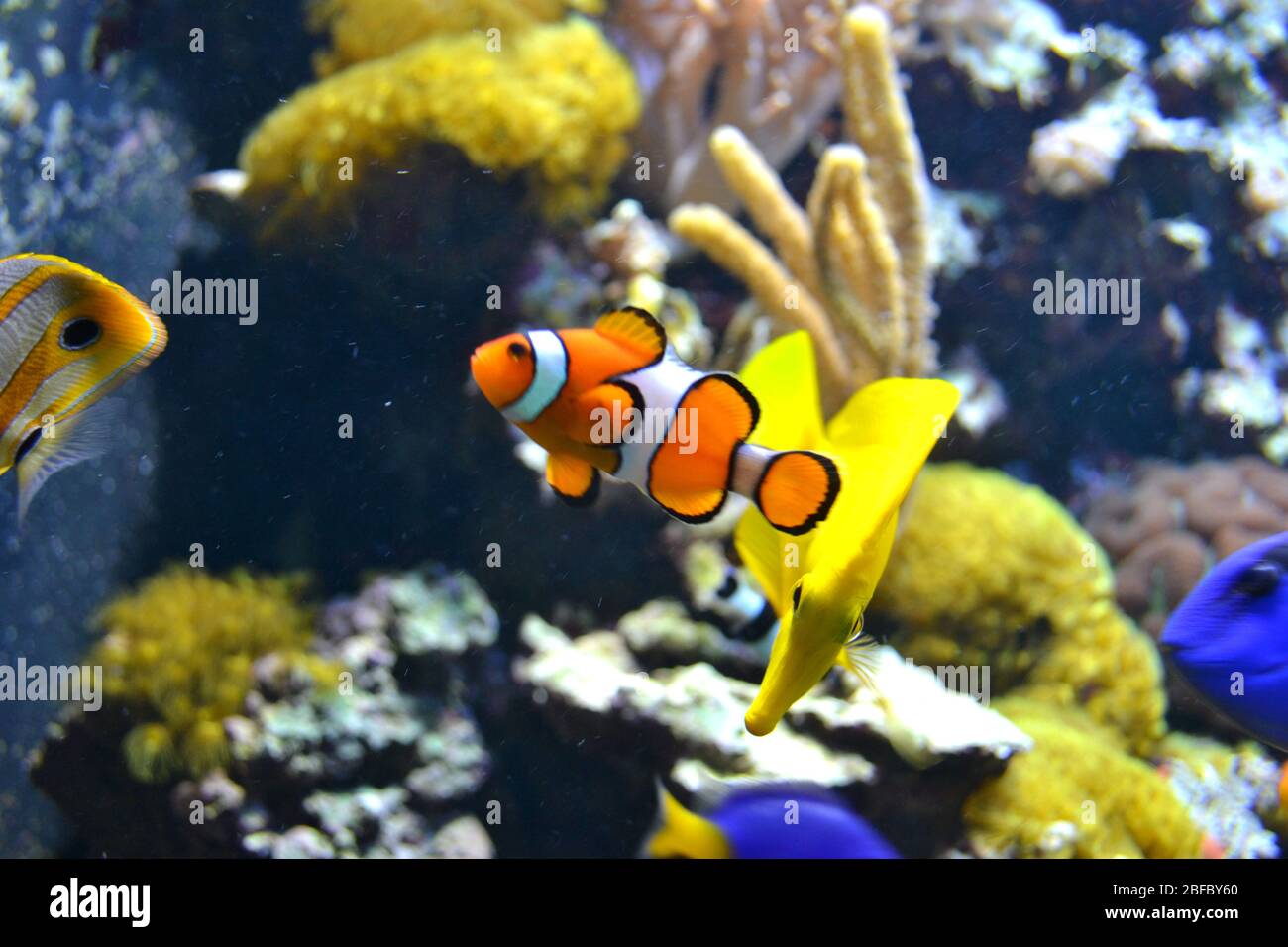 Coral reef - saltwater fish Stock Photo - Alamy