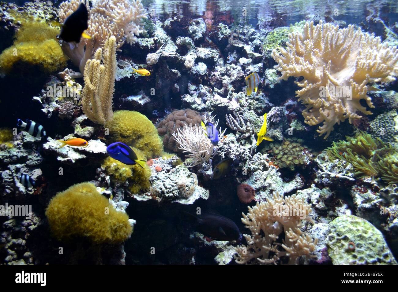 Coral reef with various fish Stock Photo - Alamy