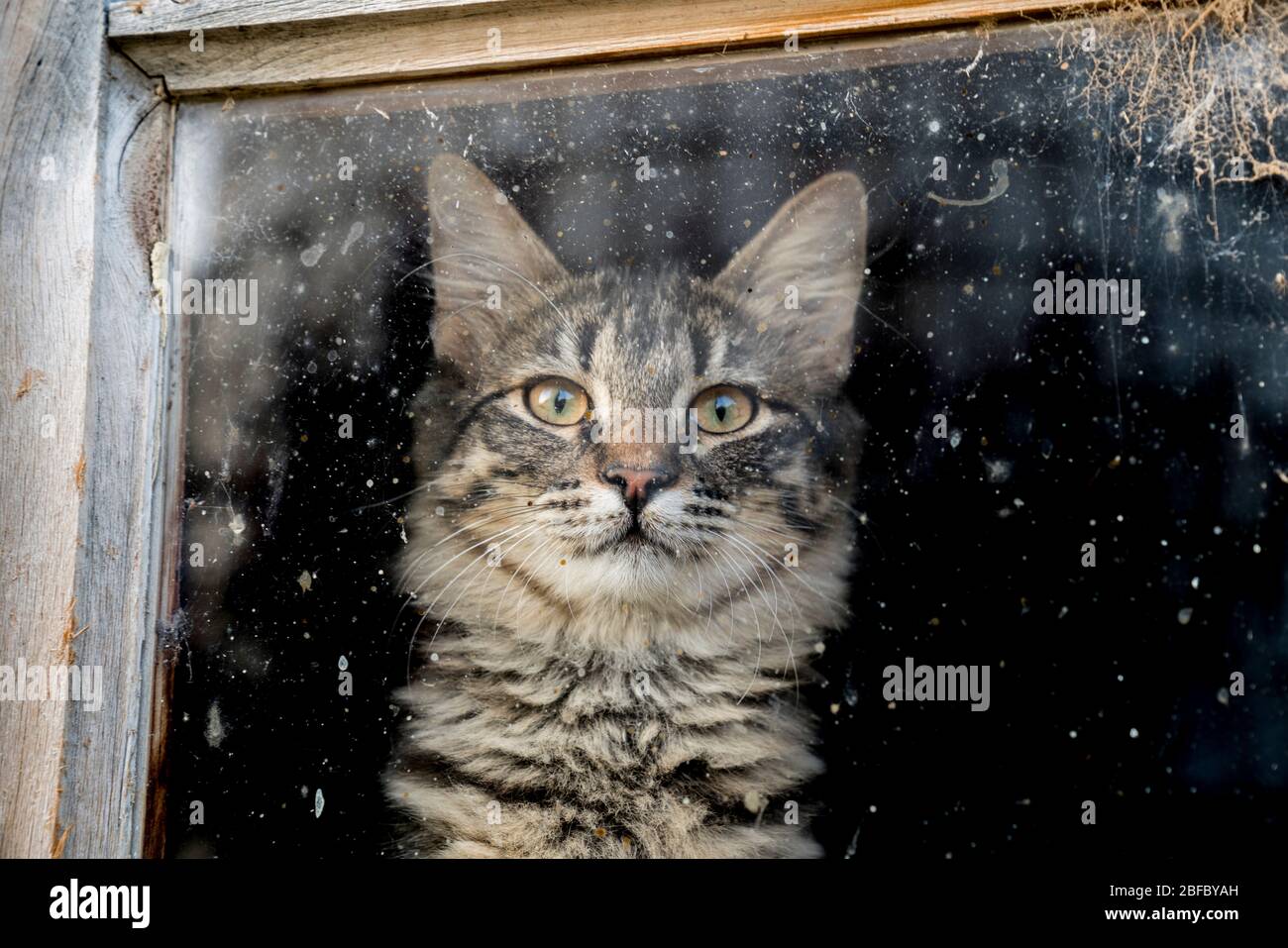 Tabby cats barn hi-res stock photography and images - Alamy