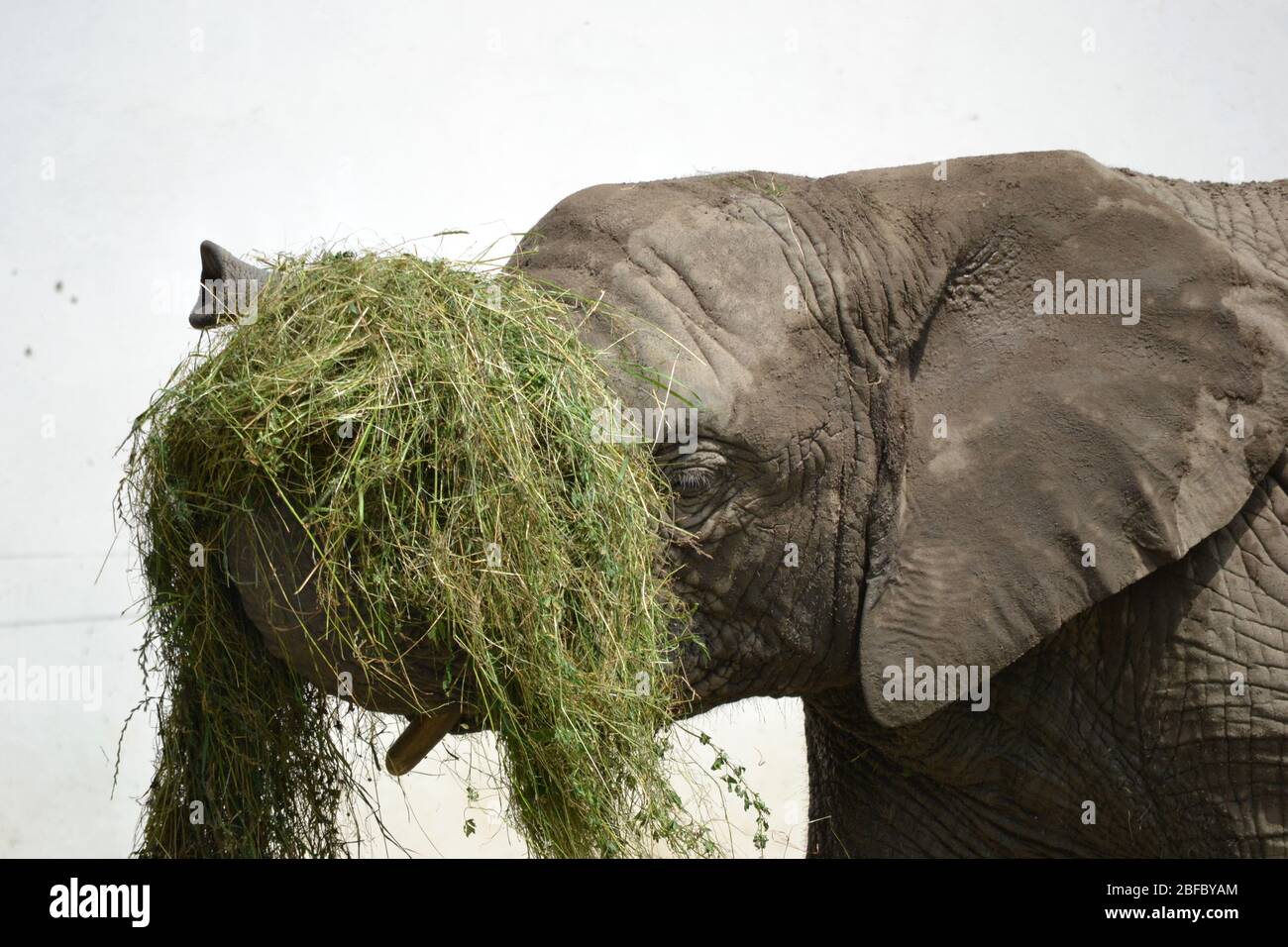 Elephant holding straw Stock Photo - Alamy