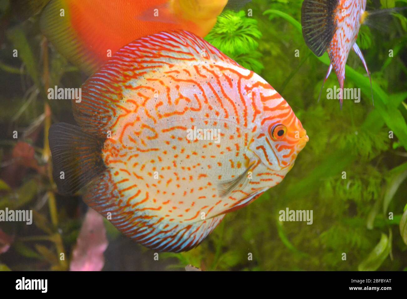 Discus fish swimming Stock Photo - Alamy