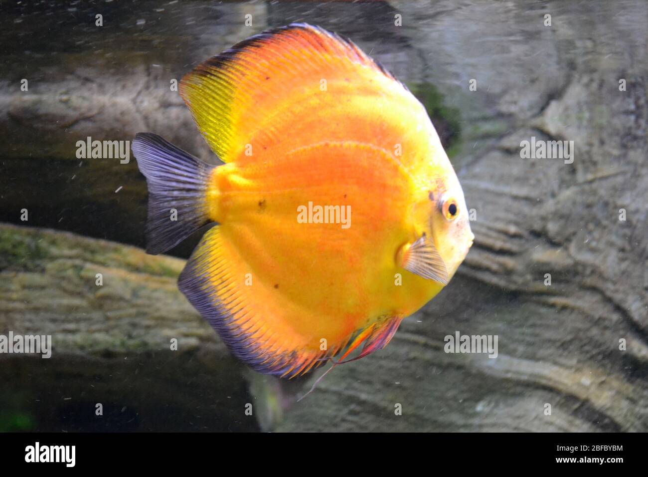 Discus fish, symphysodon Stock Photo - Alamy